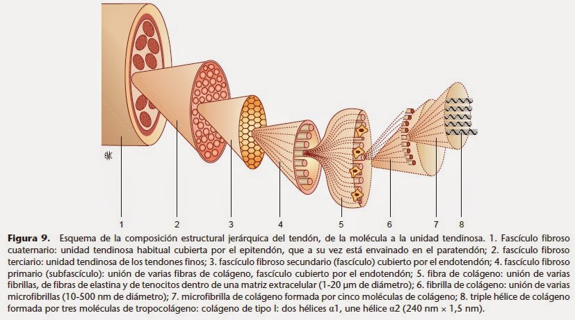 Kinesiología y Rehabilitación para Todos: Tendón: Anatomía y Fisiología