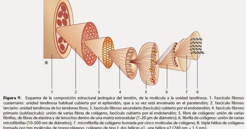 Kinesiología y Rehabilitación para Todos: Tendón: Anatomía y Fisiología