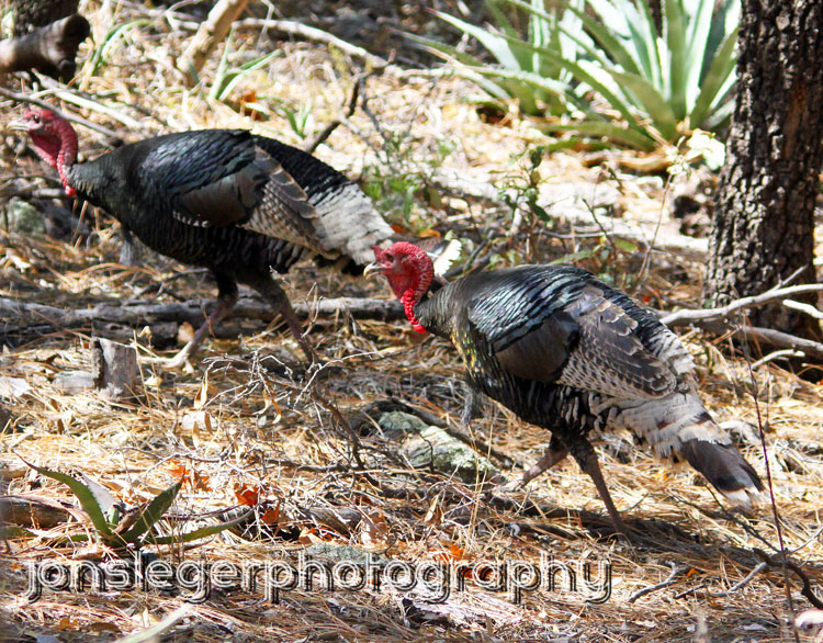 Northern Illinois Birder: Gould's Southwestern Wild Turkey