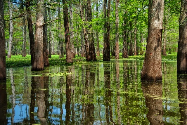 Jenis jenis Rawa - GEOMEDIA