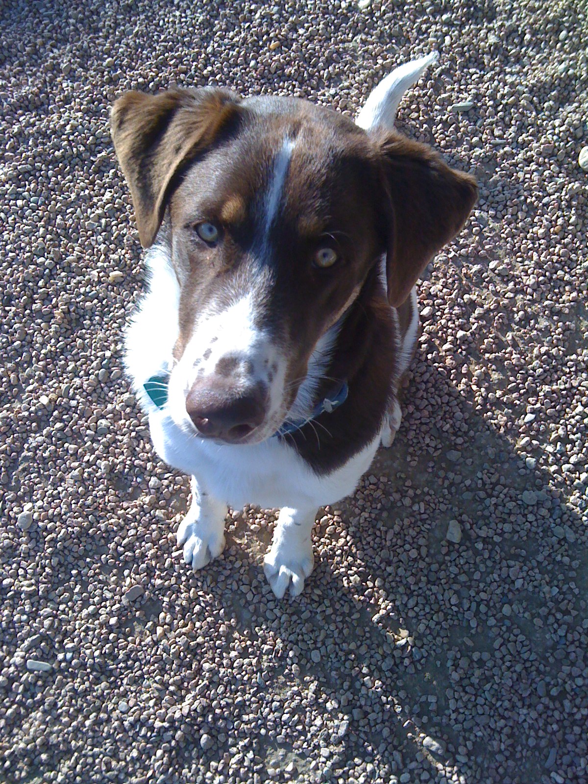 Dog Blog: Sit Ubu sit!....Good Dog!