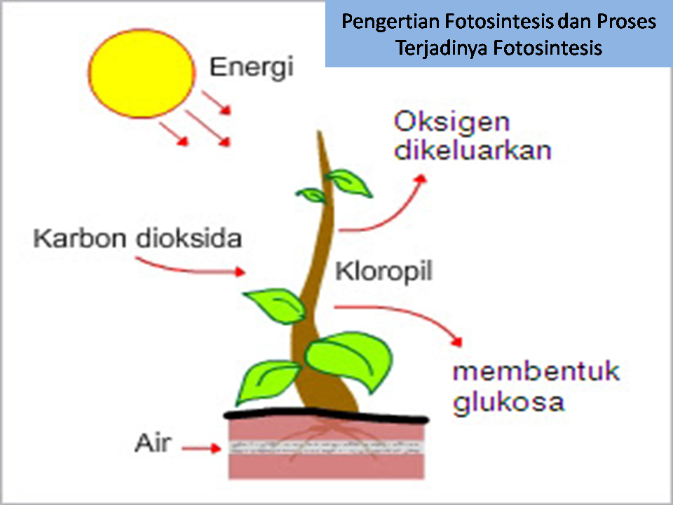Pengertian Fotosintesis dan Proses Terjadinya Fotosintesis - Rangkuman ...