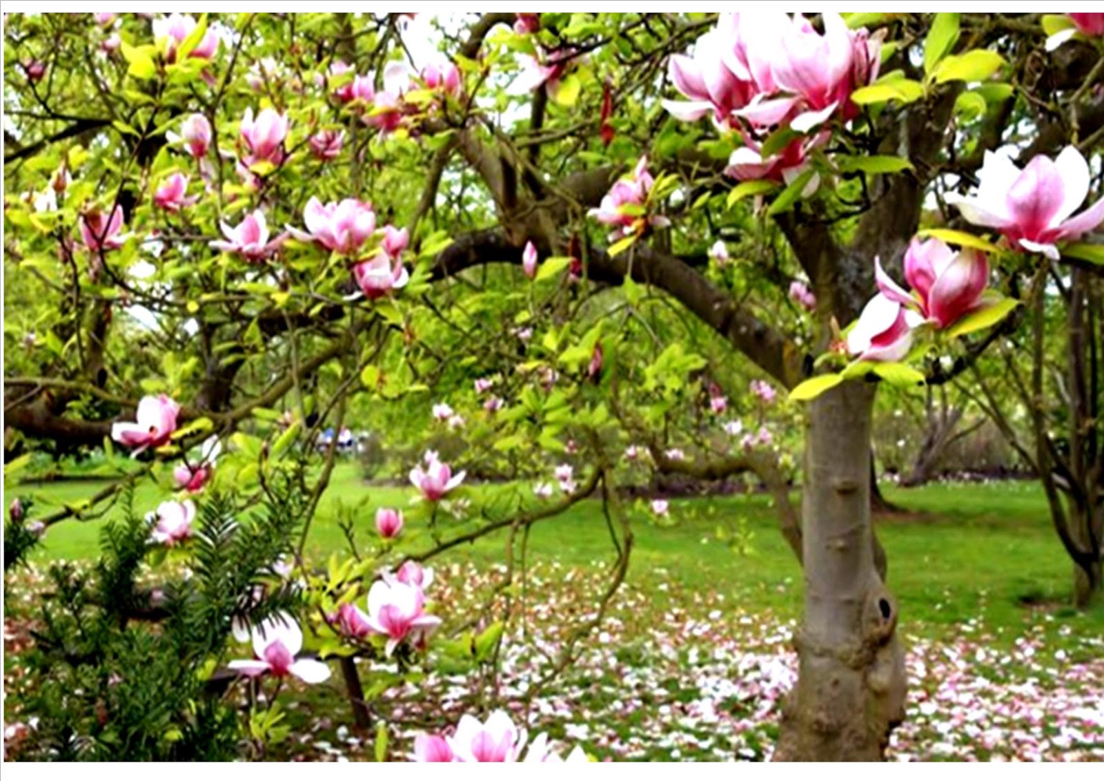 Gambar Aneka Bunga dan Keterangannya