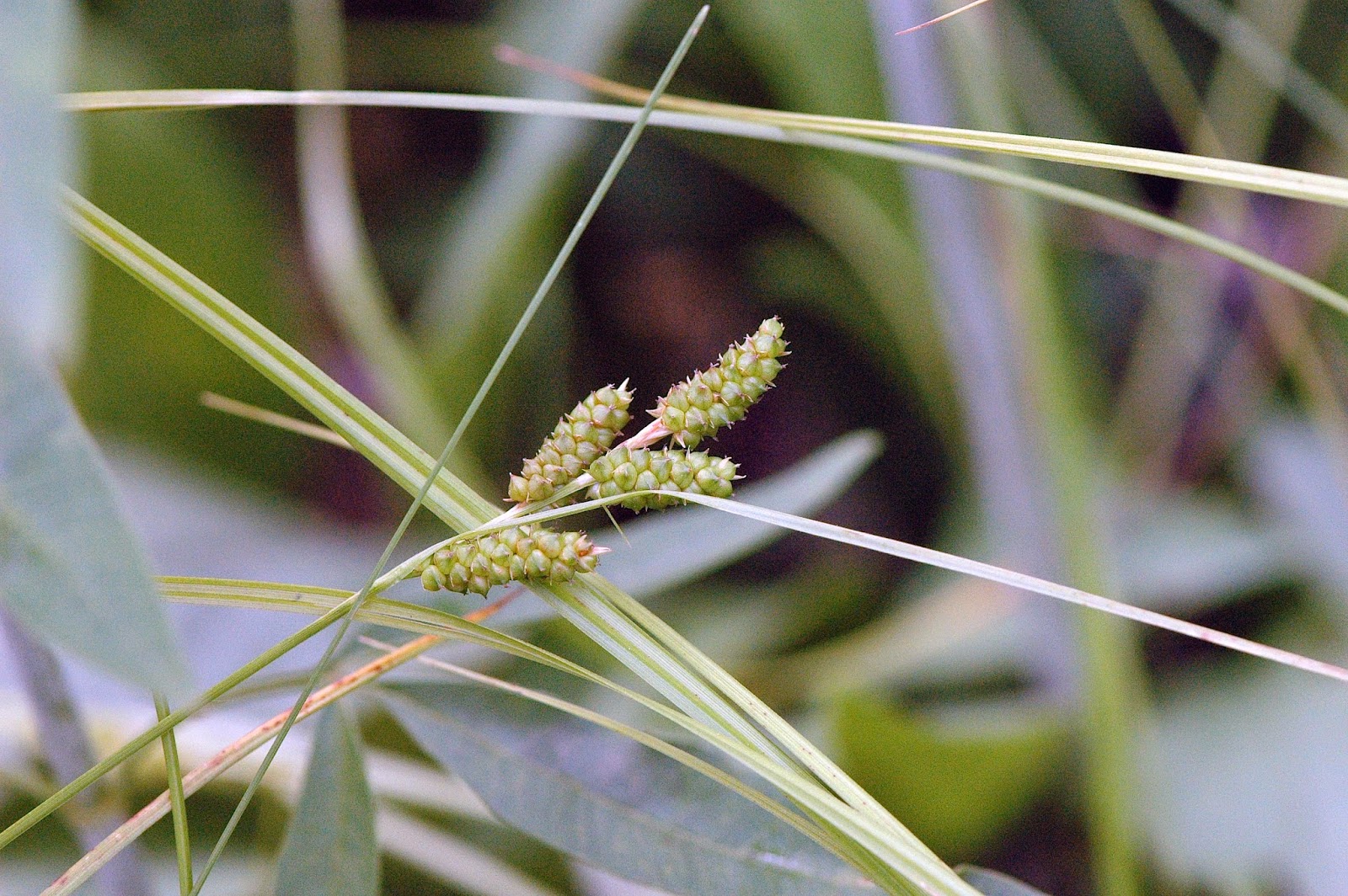 Field Biology in Southeastern Ohio: Carex Sedges part 3, the small species