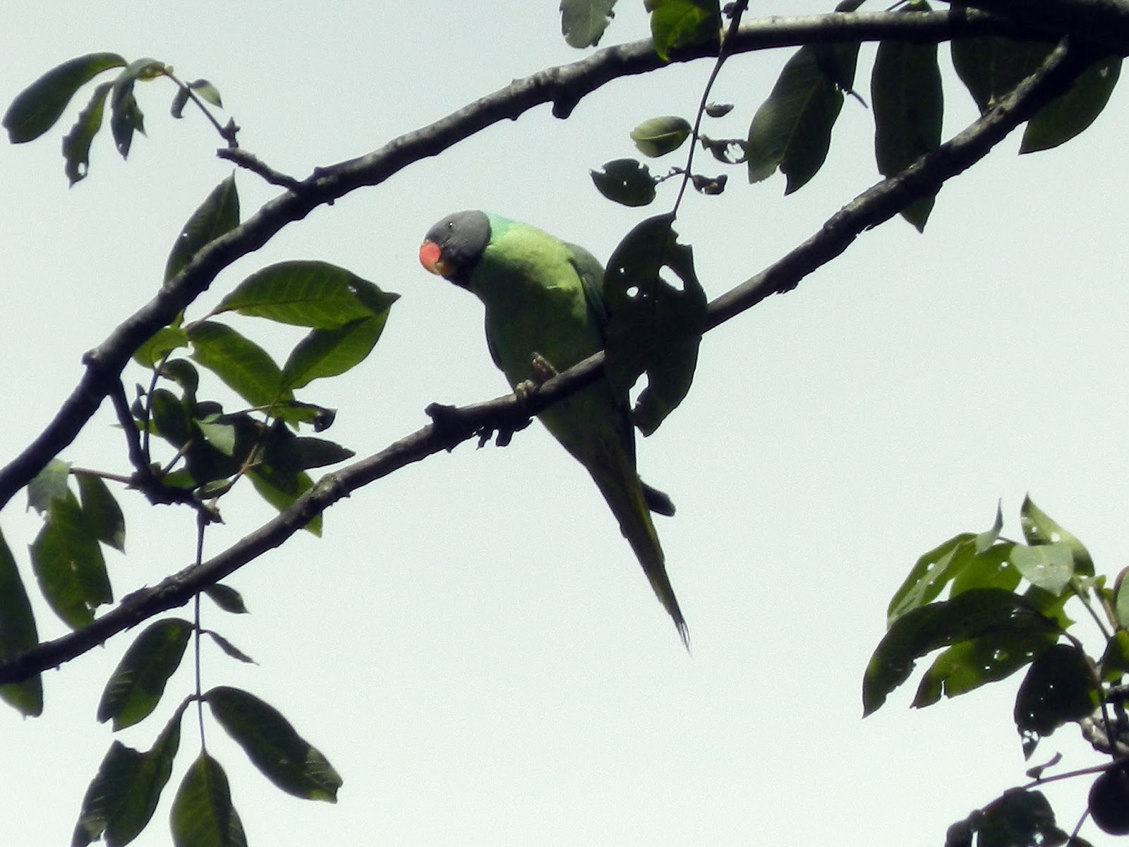 A Birder's Eye View: Great Himalayan National Park, 20.07.2013 - 28.07.2013