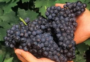 Sights, Sounds, and Tastes of the American South: Winemaking in North ...