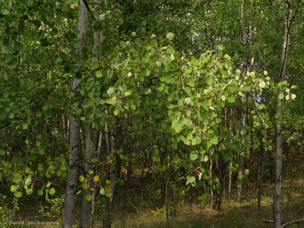 Chwile zaChwycone: Osika, topola drżąca