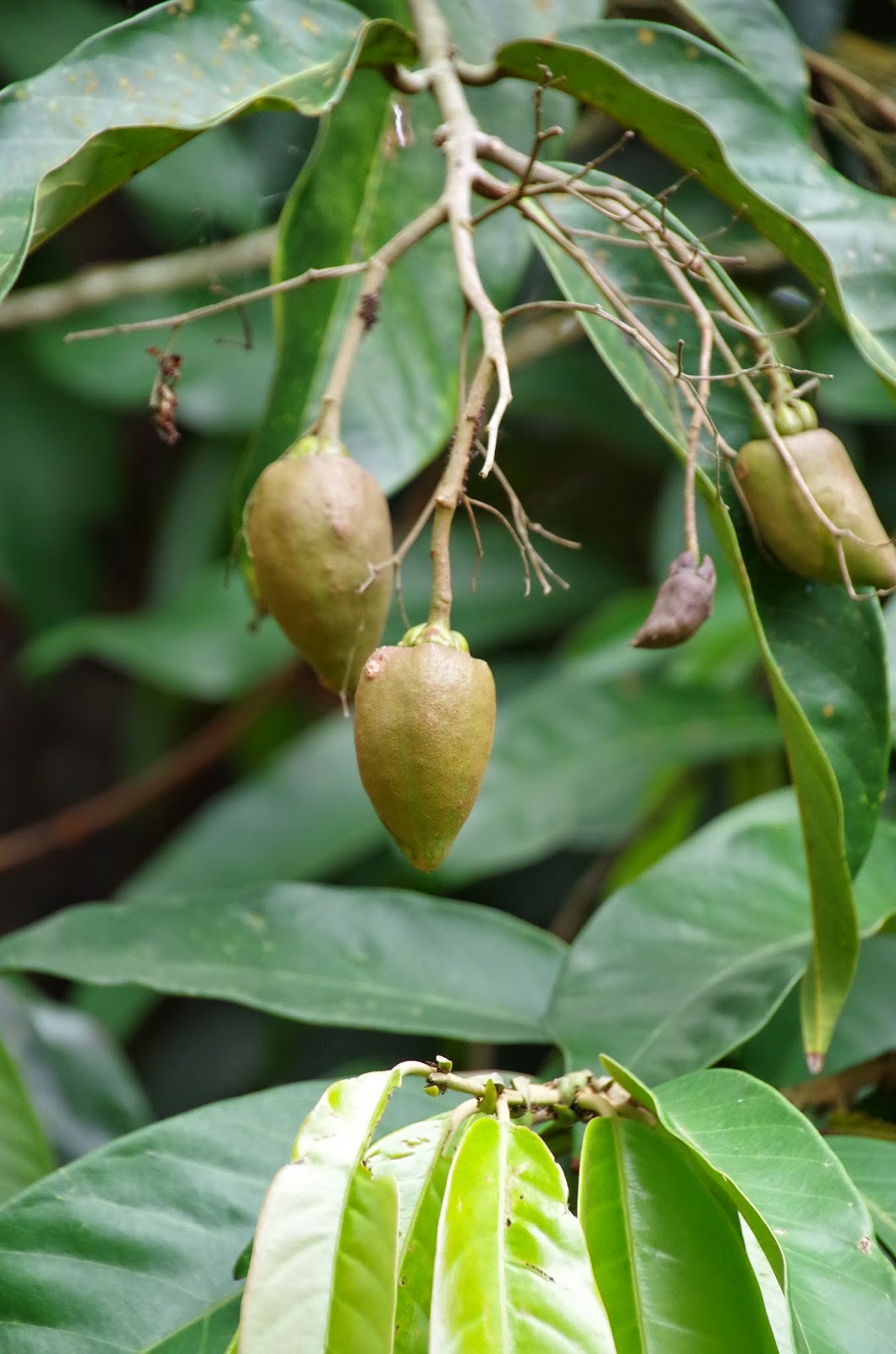 Trees and Plants: Resak Irian (Vatica Rassak)