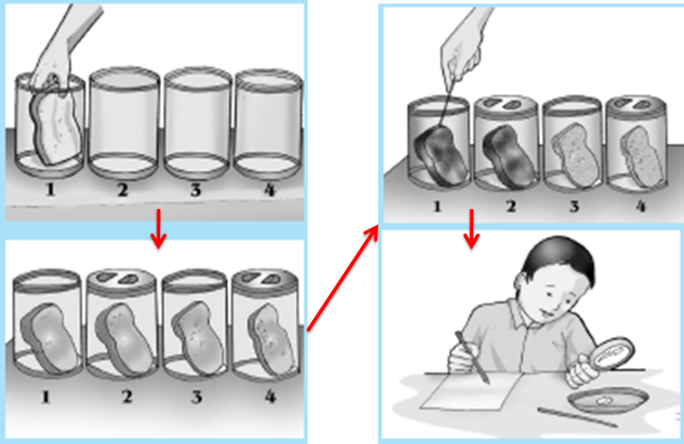 Pembusukan pada Makanan