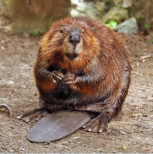 Interesting Animals Facts Information News interesting-animals-facts-information-news