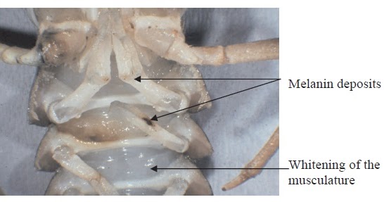 \ CRAYFISH PLAGUE pada Lobster Air Tawar