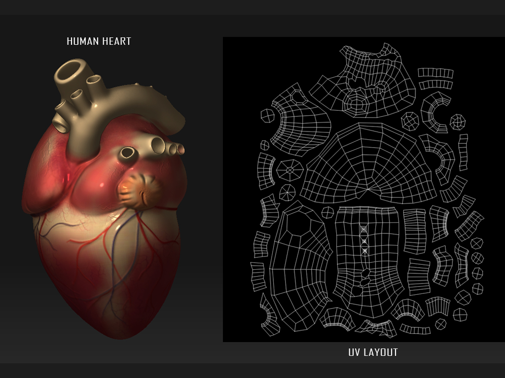 AMOL' s finetouch: Human Heart, for e - learning project