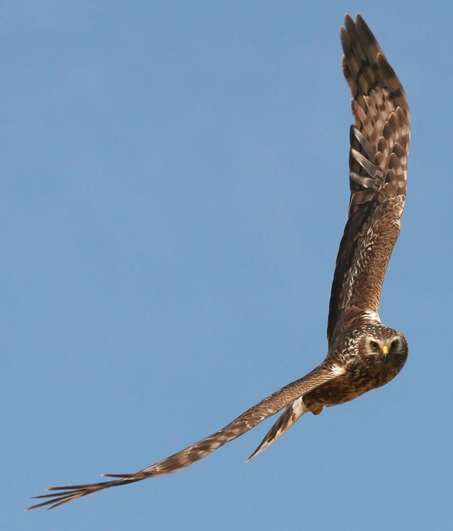 Hen Harrier Ireland: The Hen Harrier