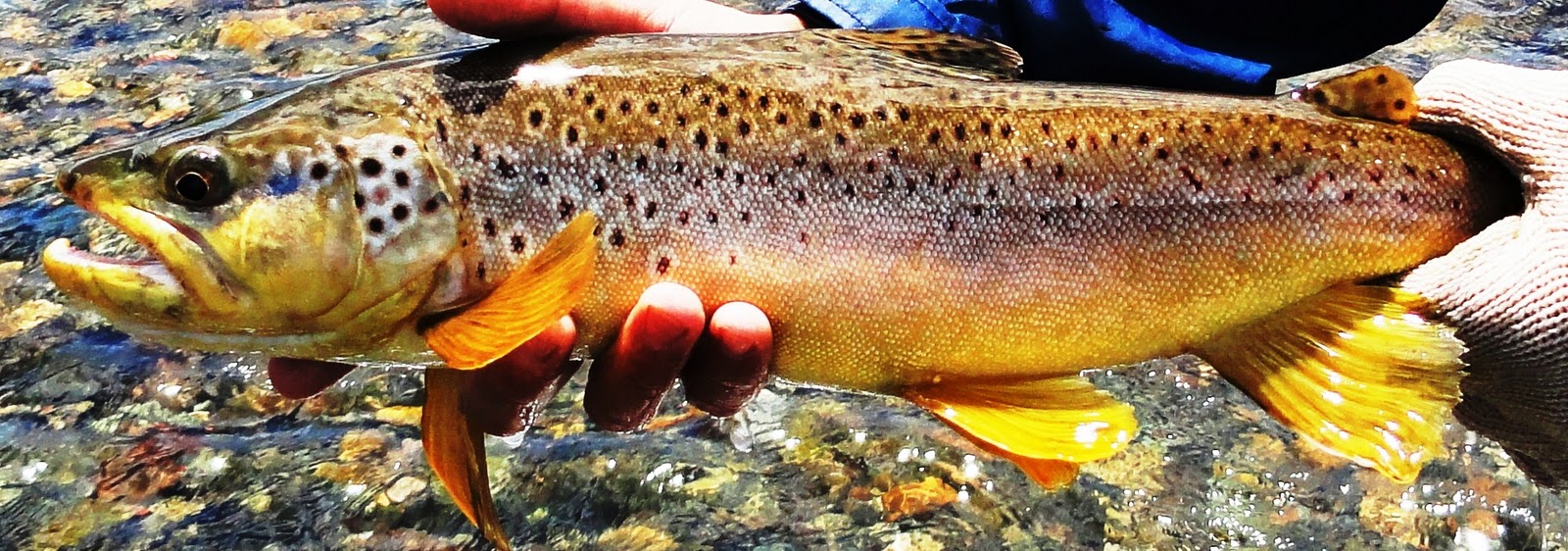 Excursiones de pesca con mosca - Fly Fishing Trips: La estancia