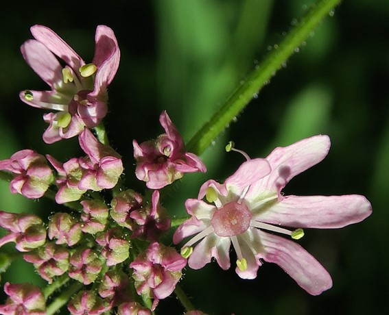 Les actualités du Monde de Lupa: Berce spondyle (Heracleum sphondylium)
