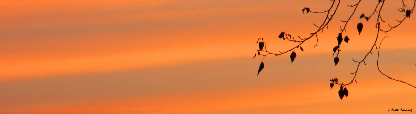 Ferry County, Washington State, U.S.A.: Major Flora of Ferry County