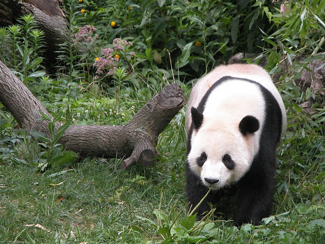 Oso panda wallpapers free