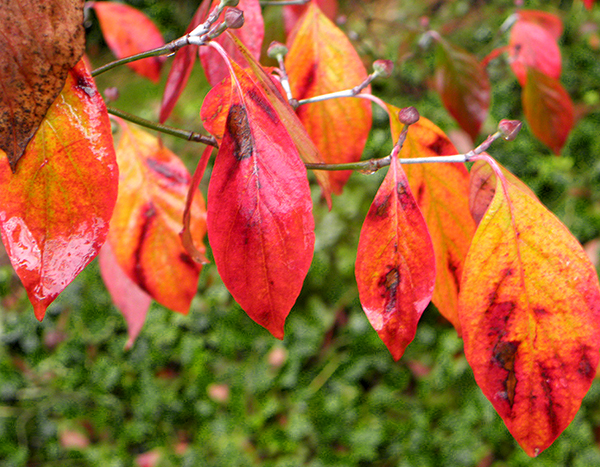 Seasonal Photography: November Leaves
