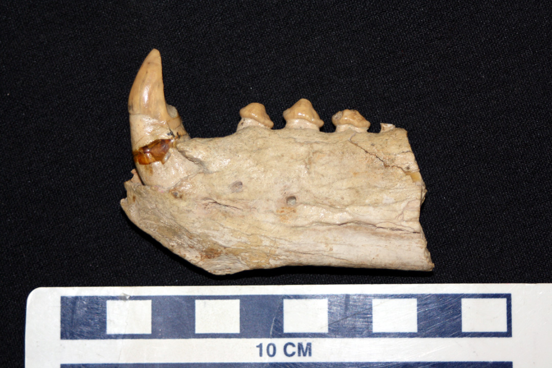 The Coastal Paleontologist: Southern California Research Trip, Part 3 ...