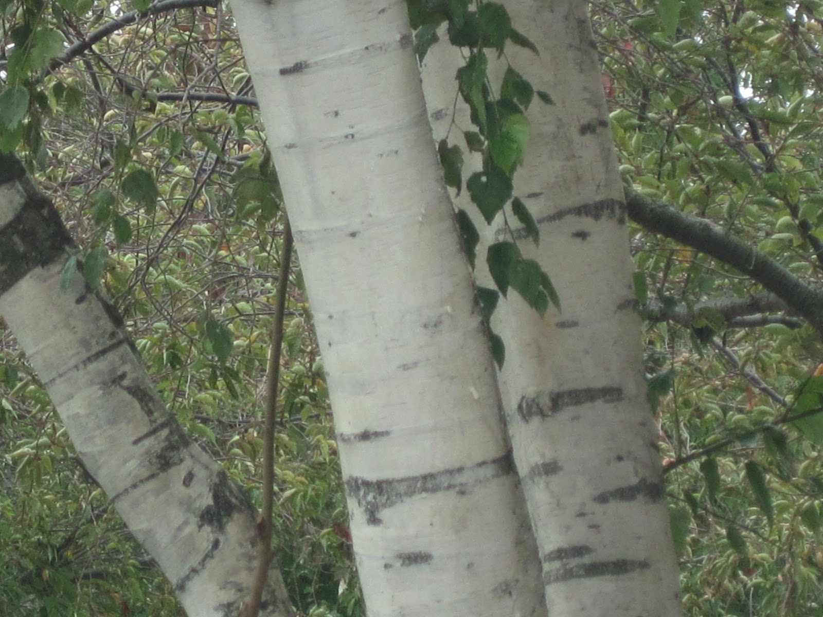 Scene Through My Eyes: Country Whites Weekend