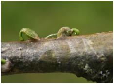 belfast herbalist: Mistletoe Monograph