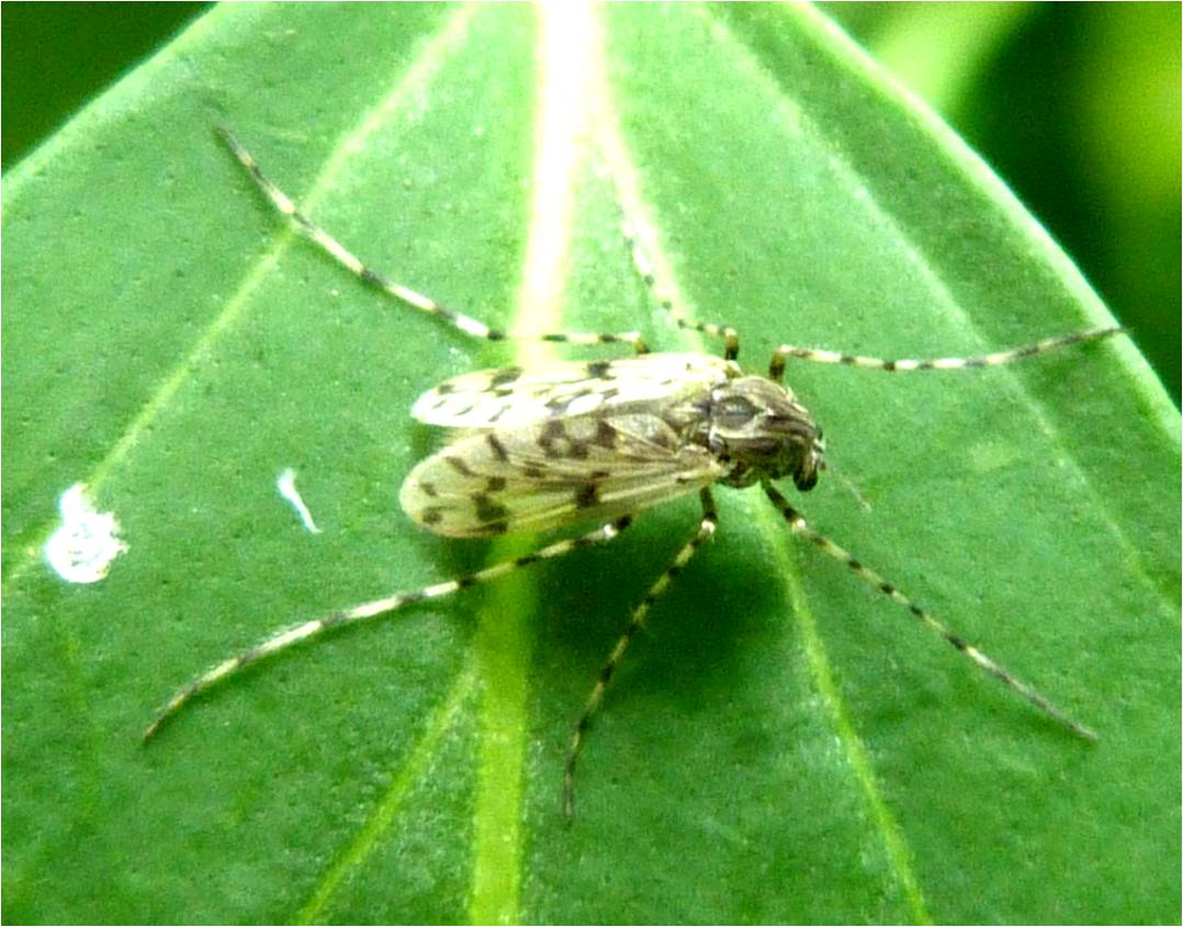 Insects of Scotland: Mosquitoes/Midges/Horseflies