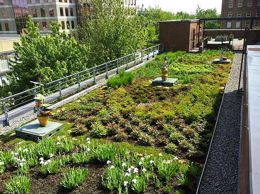 Working for Future Generations: Azoteas verdes; una opción sana y económica