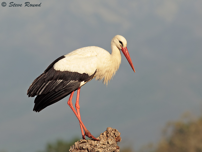 Steve Round Wildlife Photography: White Storks From Spain