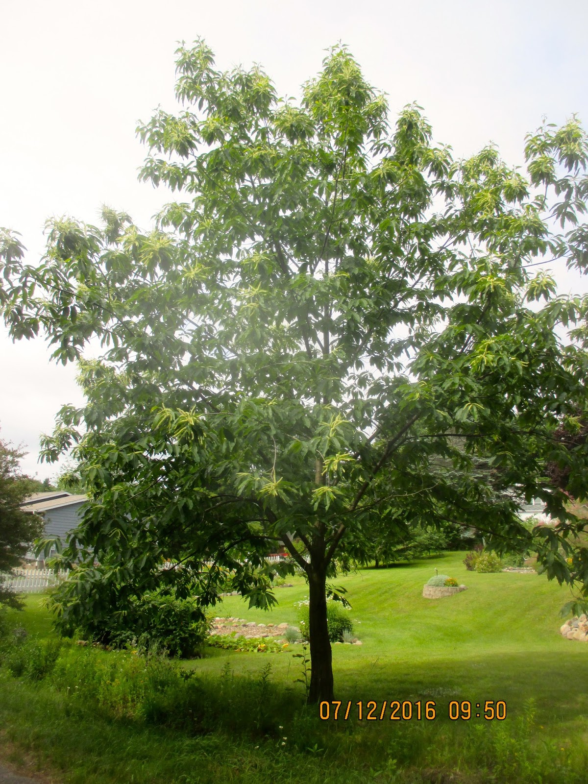 Art's Bayfield Almanac: AMERICAN CHESTNUT TREES IN FULL FLOWER