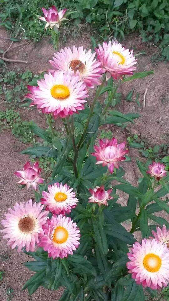 My P A P U A: Bunga Plastik Wamena "Asal dan namanya"