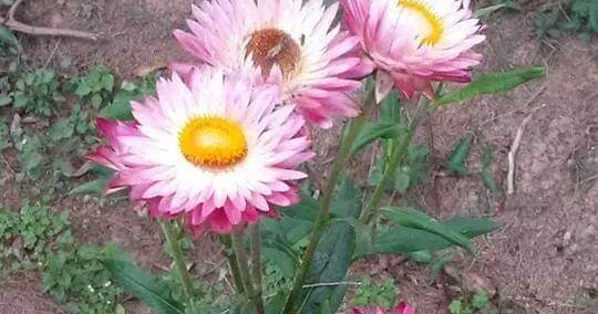 My P A P U A: Bunga Plastik Wamena "Asal dan namanya"