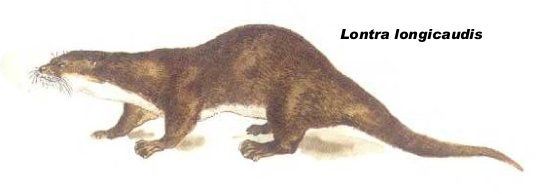 Argentina nativa: Lobito de río (Lontra longicaudis)