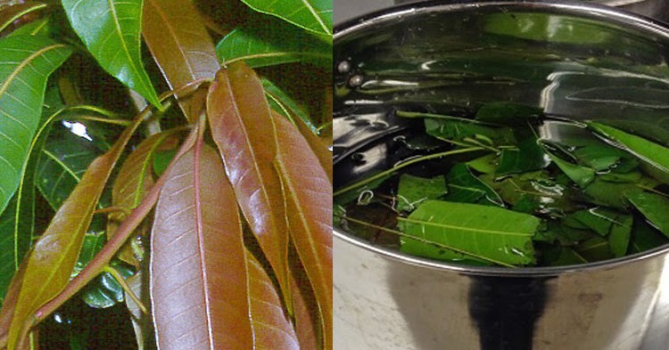 Boiled Mango Leaves Can Help You Battle Diabetes Naturally! Must Learn ...