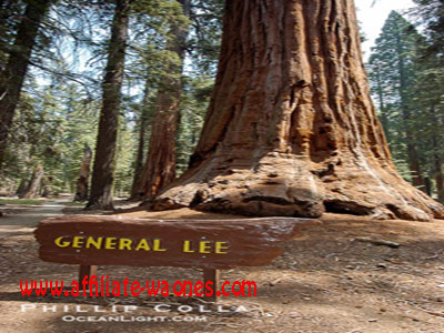My Way: Robert E. Lee Tree: Tree eleventh in the World's Largest