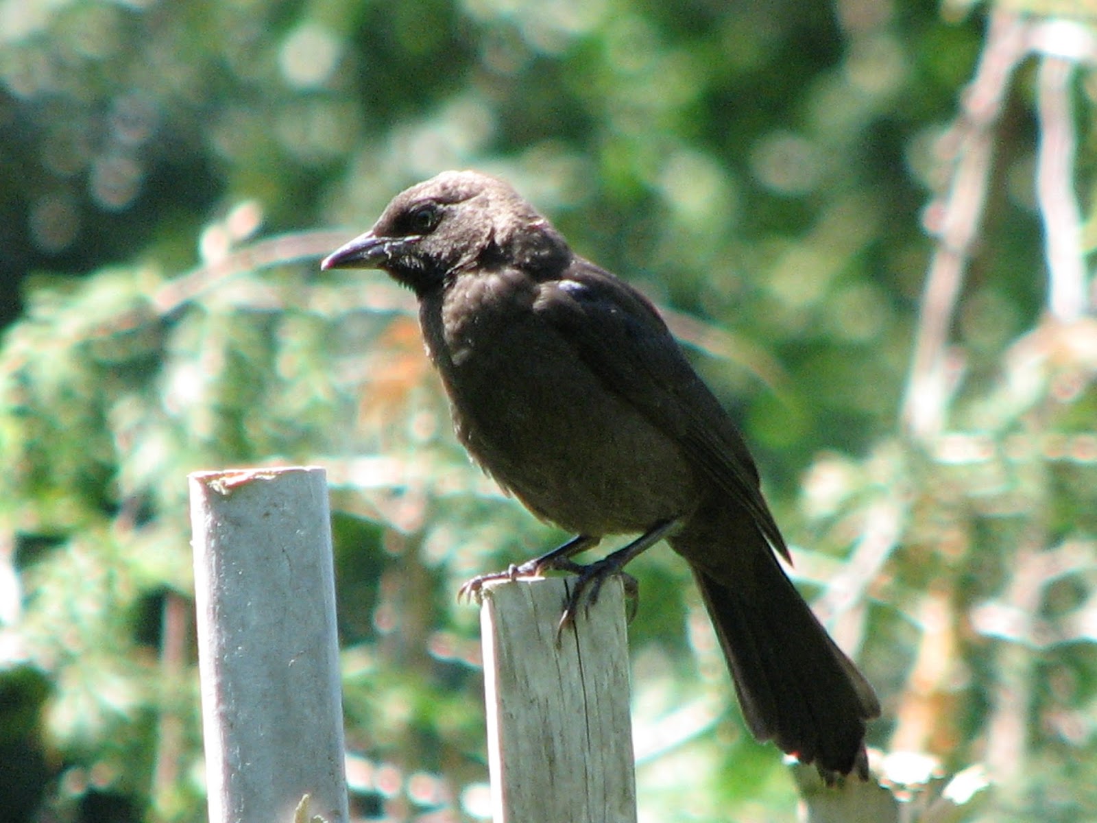 South Burlington birds: Backyard Birds photos | Litter with a Story To Tell
