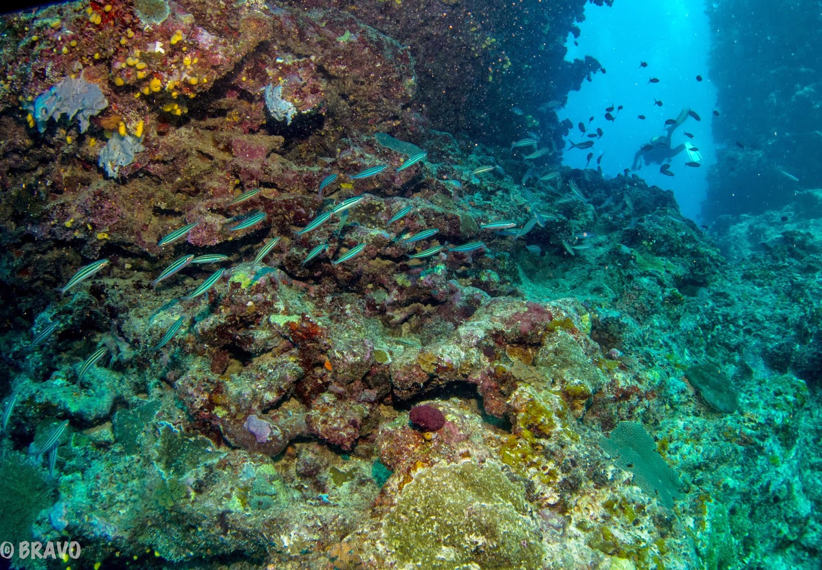 Voyage of Bravo: Exploring the Great Astrolabe Reef.....something for ...