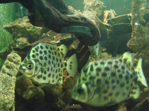 Ini Dia Ikan Hias Ruby Scat yang Cantik Serta Mudah Pemeliharaannya