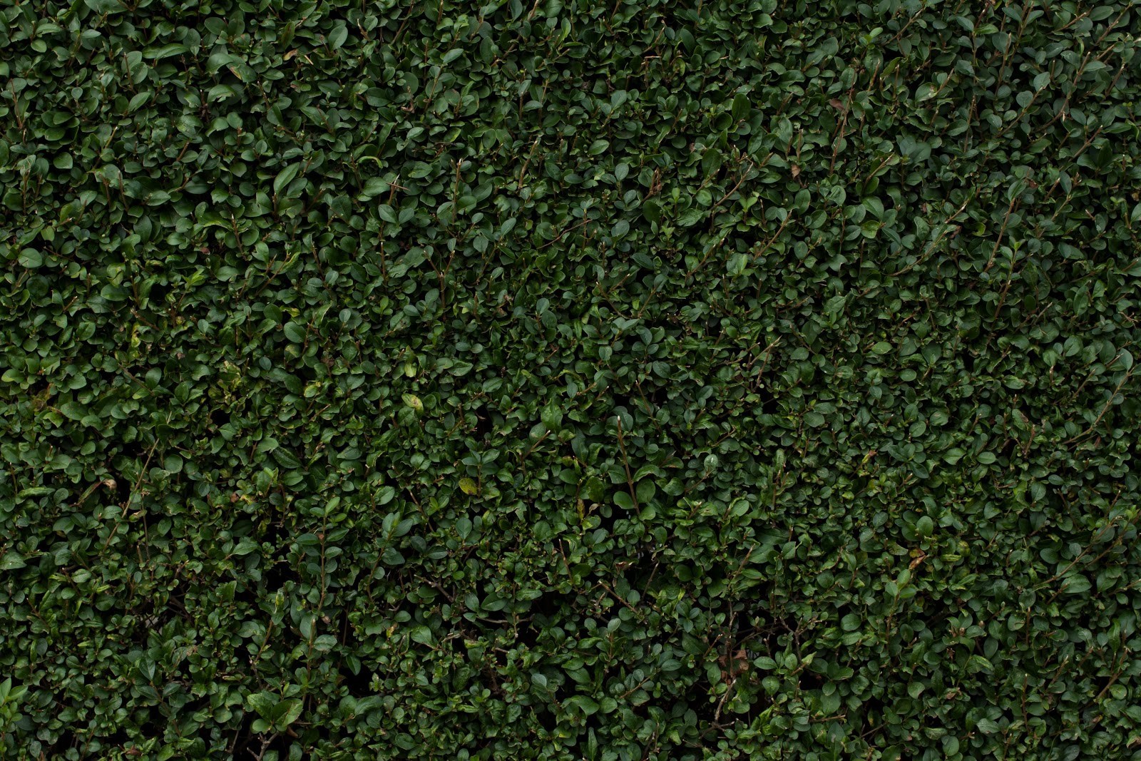 HIGH RESOLUTION TEXTURES: Leafy Hedge Texture