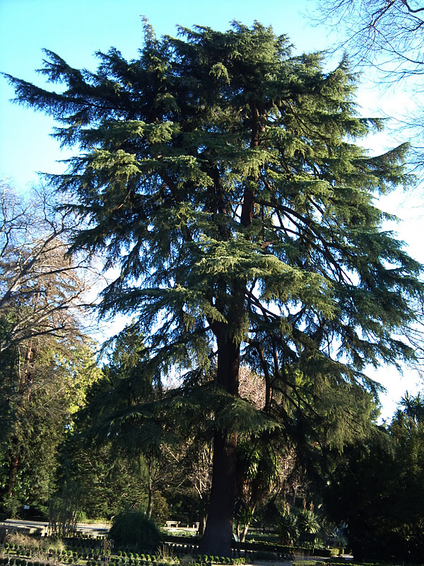 Cedro árbol - Imagui