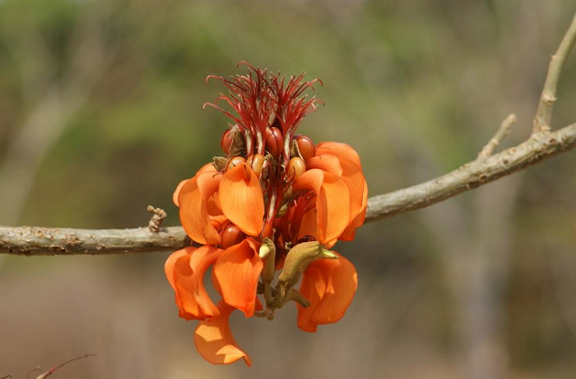 Meio Ambiente: Erythrina mulungu - Mulungu