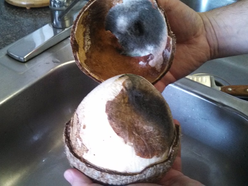 Tano' Hu I Islan Guahan: The Coconut - Cracking and Grating