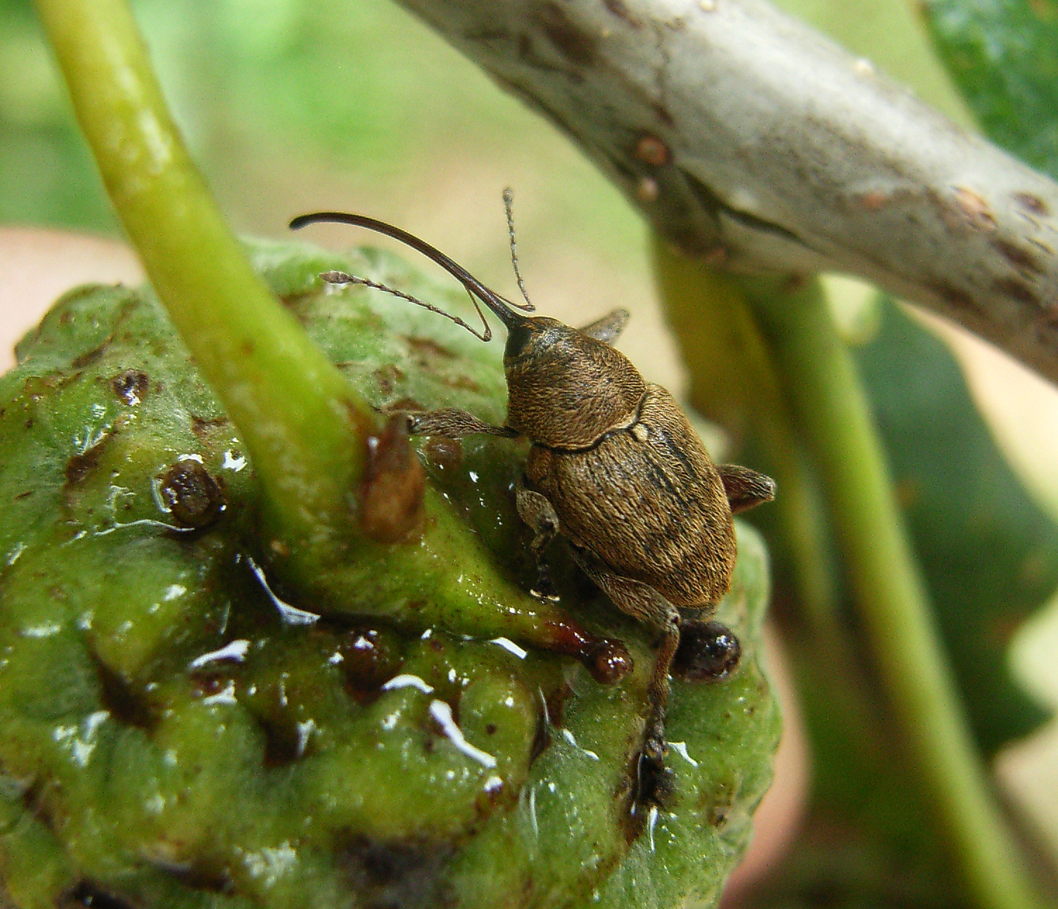 Variety of Life: Curculio