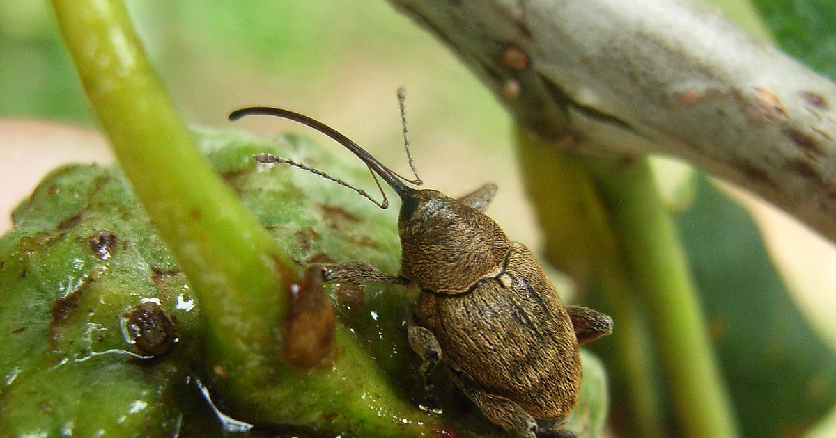 Variety of Life: Curculio