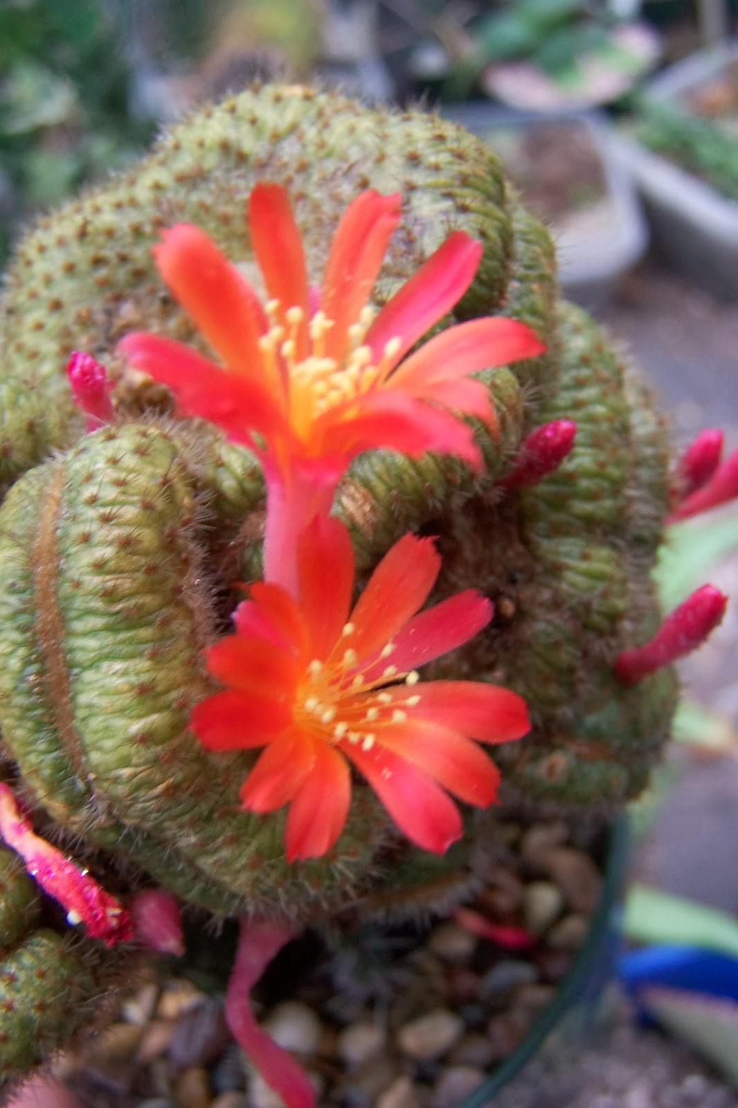 Oregon Cactus Blog: Rebutia crest flower