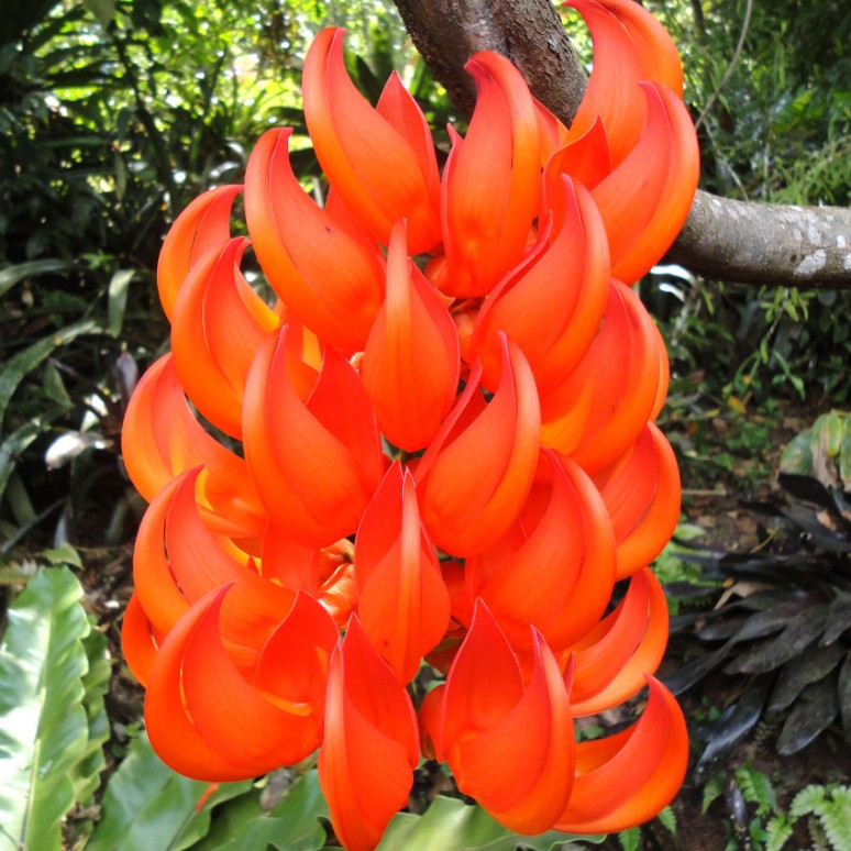 Jual Mucuna Bennetti (FLAME OF IRIAN) | tanaman rambat dari irian ...