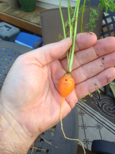 aquaponics garden: Edible Roots