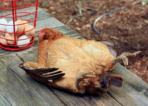 BlueRidgePetCenter: How to Hypnotize a Chicken