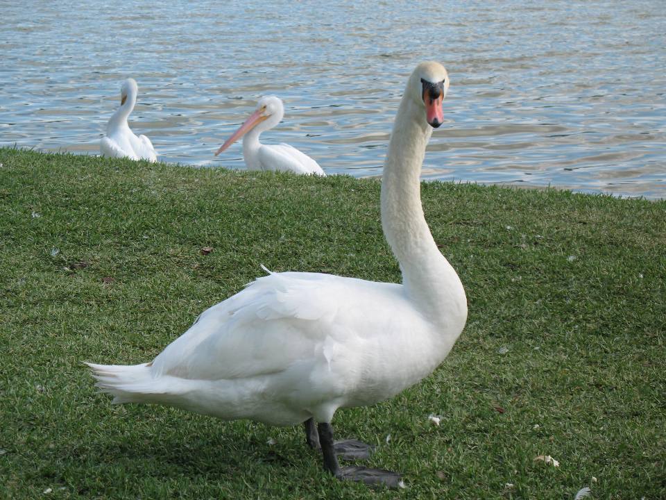 Birds ~ Birds ~ Birds: Swans, Geese and Ducks