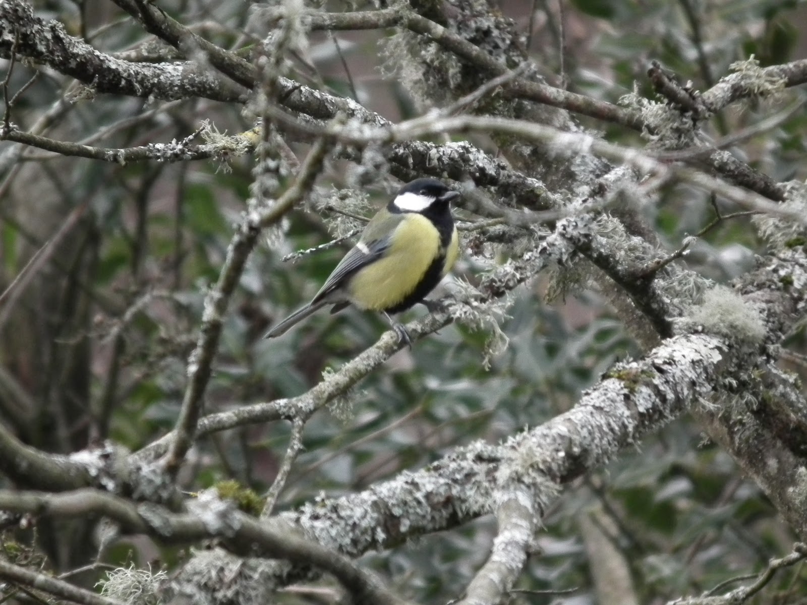 The Life and Times of this Old Git: Latest Bird blog