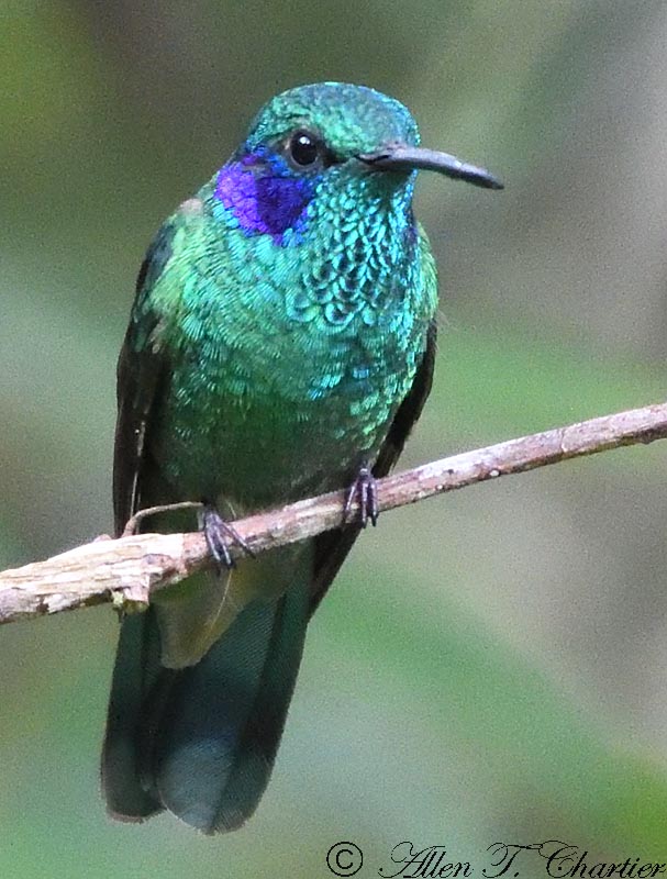 Michigan Hummingbird Guy: November 2018